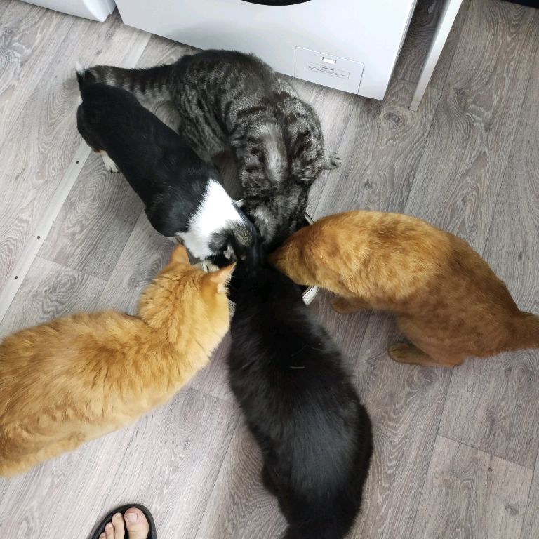 Иконка канала Cheburashka