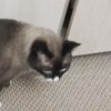 Иконка канала RODYA DEVELOPER