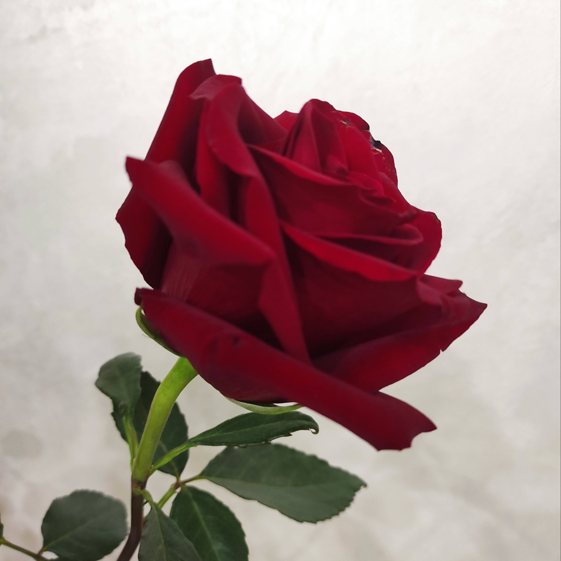 Иконка канала Роза Pink