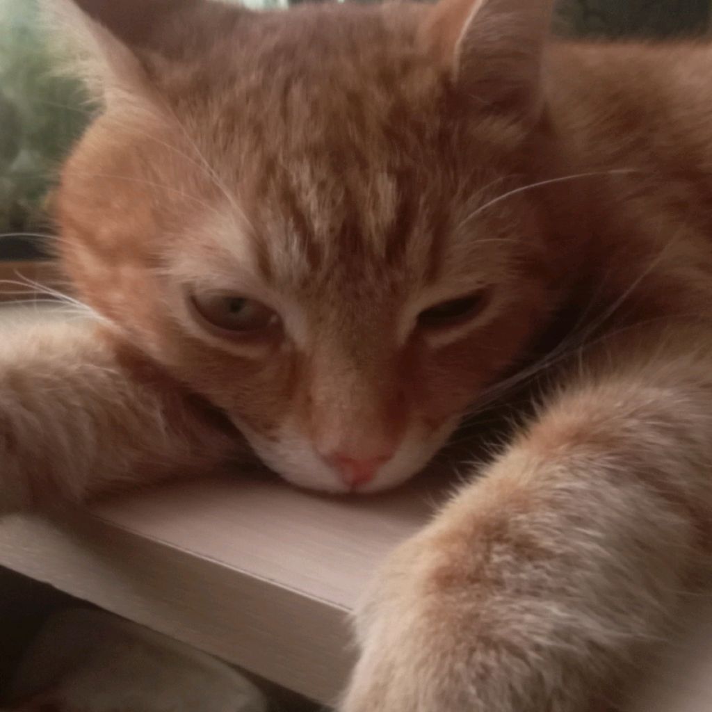 Иконка канала сквиши\и кот 🐱