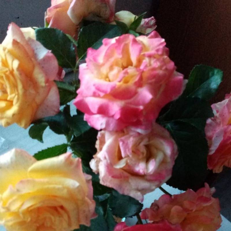 Иконка канала Гадание на картах. АняBell