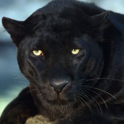 Иконка канала Luciferlutik