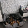 Иконка канала Мои любимые кабелеки🐕🐕🐕
