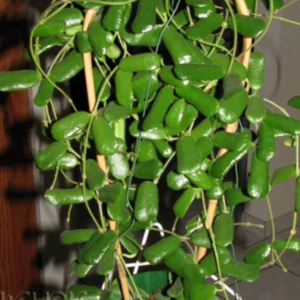 Иконка канала 🥰Цветочки в доме🥰