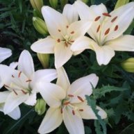 Иконка канала Домик в деревни