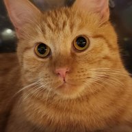 Иконка канала Кузя_Кот