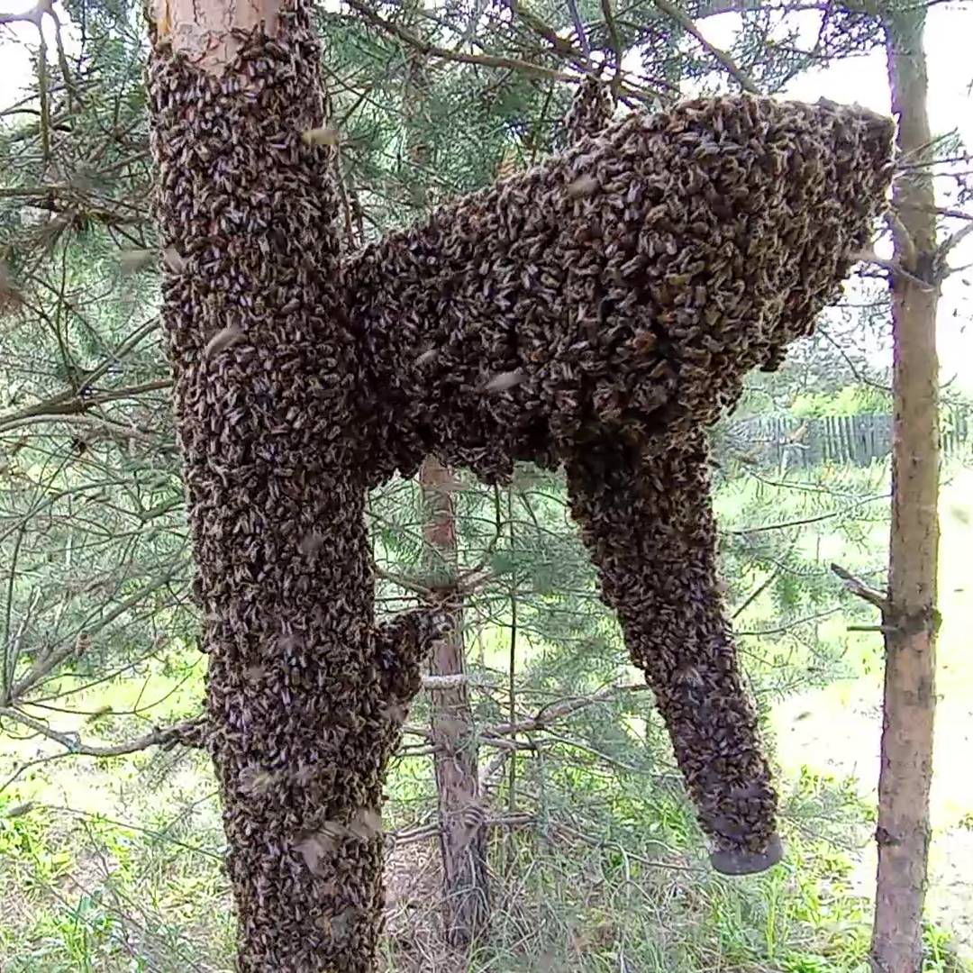 Иконка канала 🐝ПЧЕЛОВОДСТВО И ПРИРОДА🌺