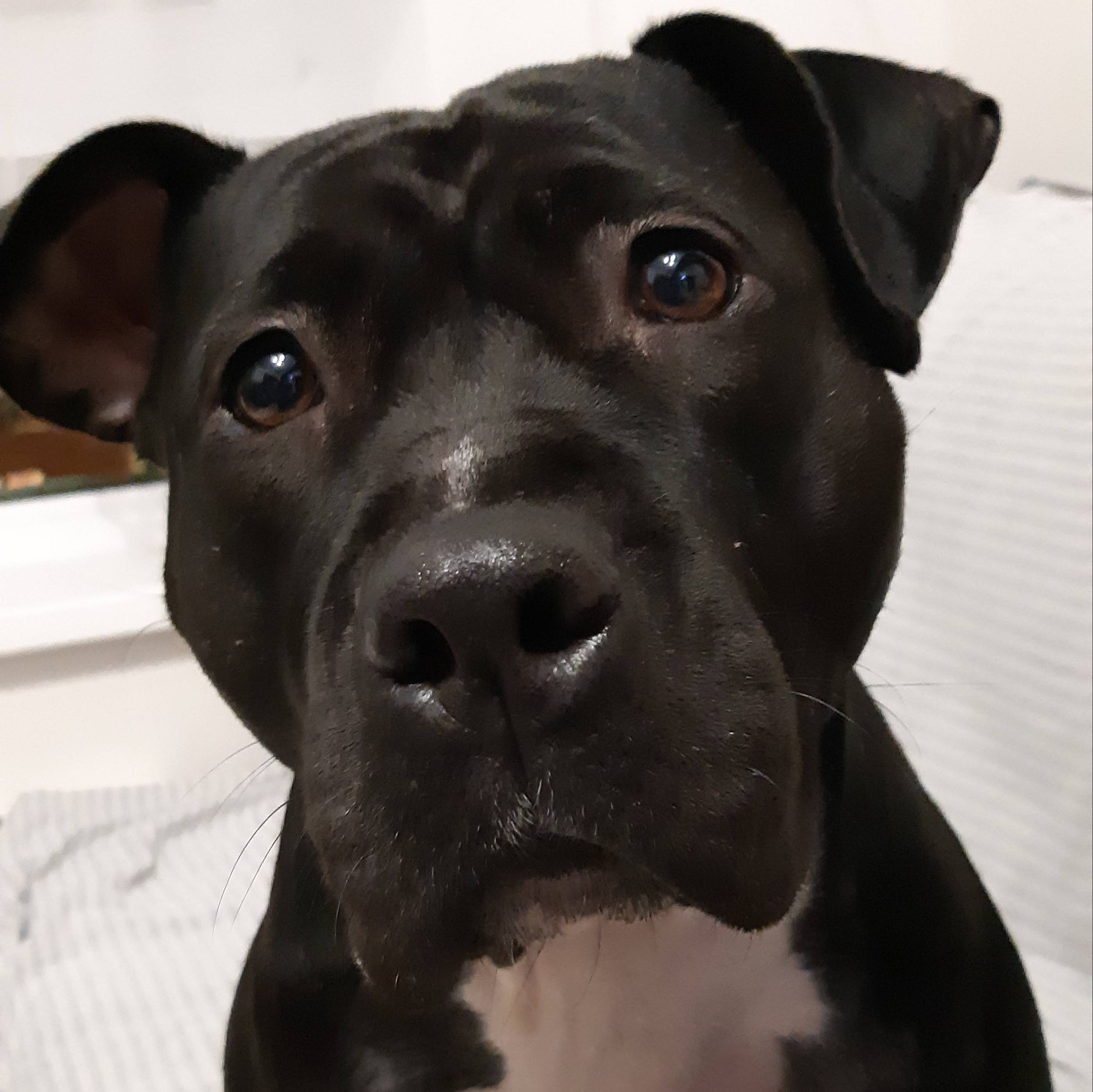 Иконка канала собака -улыбака