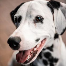 Иконка канала Собака из отеля Бристоль далматин по кличке Хорси