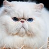 Иконка канала милый ёжик