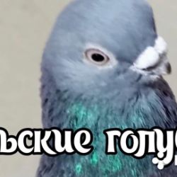 Иконка канала СЕЛЬСКИЕ ГОЛУБИ, Владимир Левшаков.