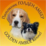Иконка канала Питомник "Голден Амбер"