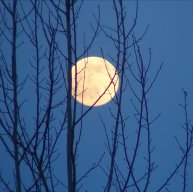 Иконка канала Домашняя дизайн студия Снегири