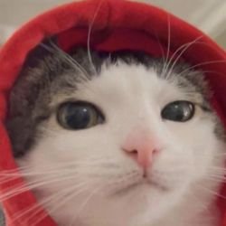 Иконка канала Мордоворот НС