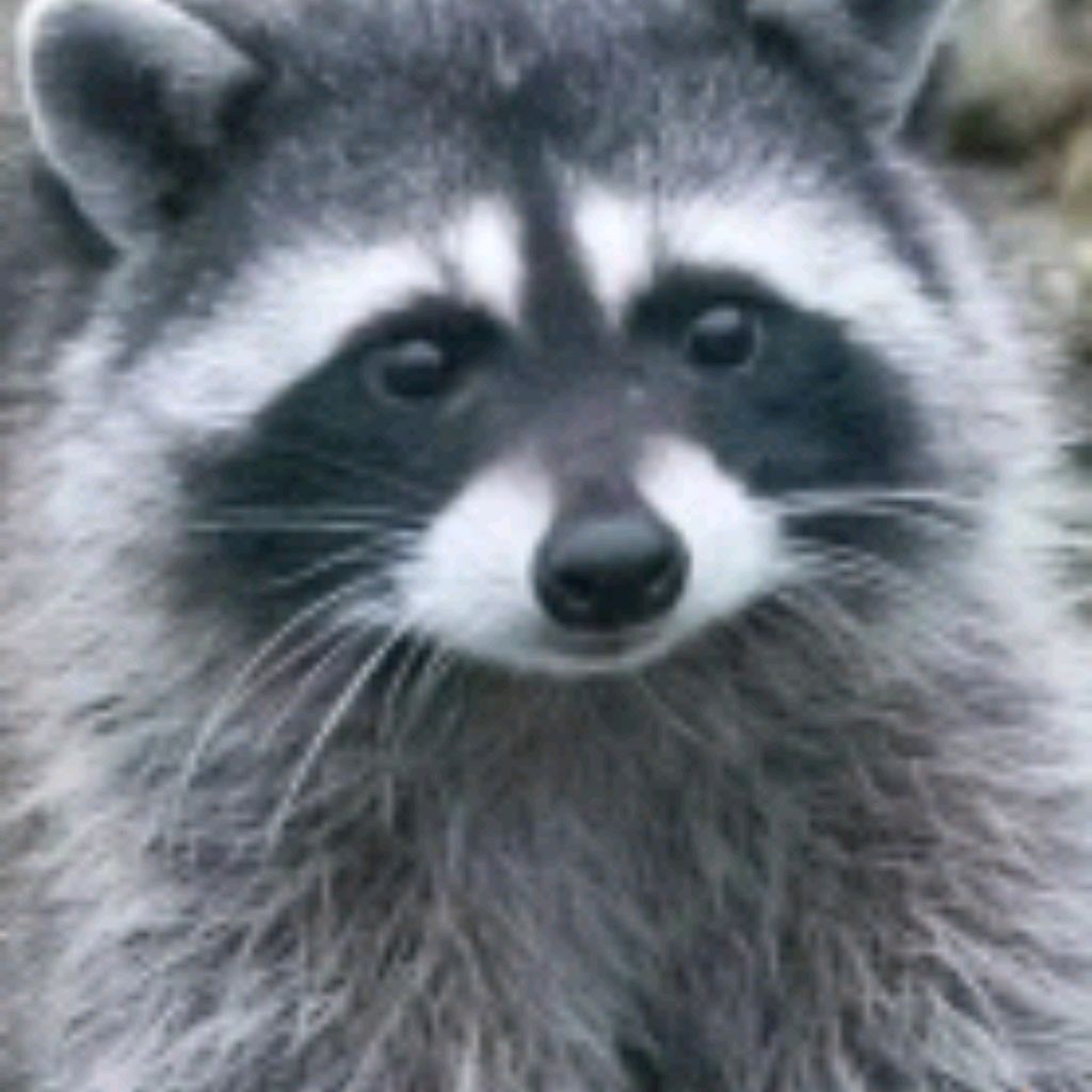 Иконка канала Енот09_9