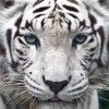 Иконка канала Hamelion13