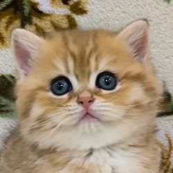 Иконка канала ХихиЧпок - юмор и не только ...