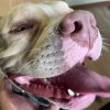 Иконка канала BolshoyAmBully