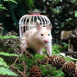 Иконка канала Хомяк Миа-Ми