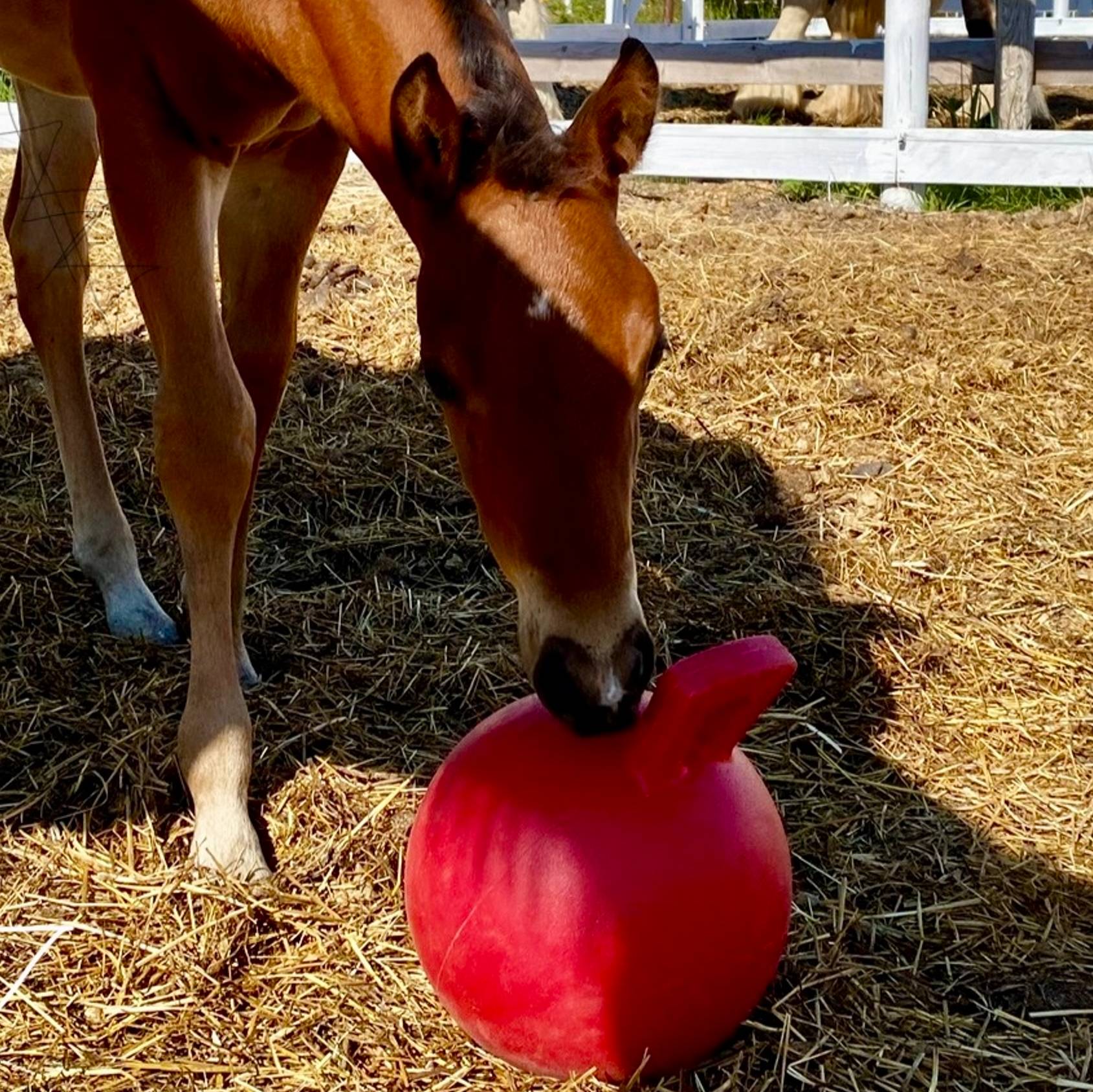 Иконка канала Walla Star Walker
