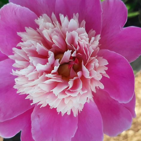 Иконка канала Галина ДАЧА🌼