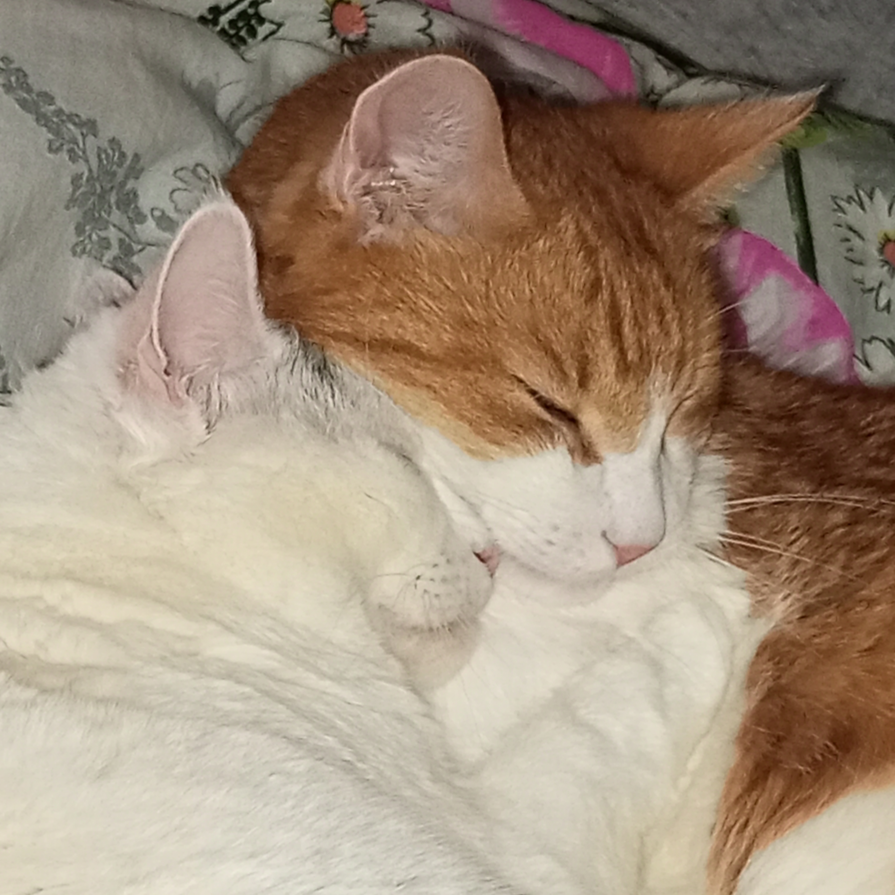 Иконка канала Джесси & Бублик и Ко 🥰🐈