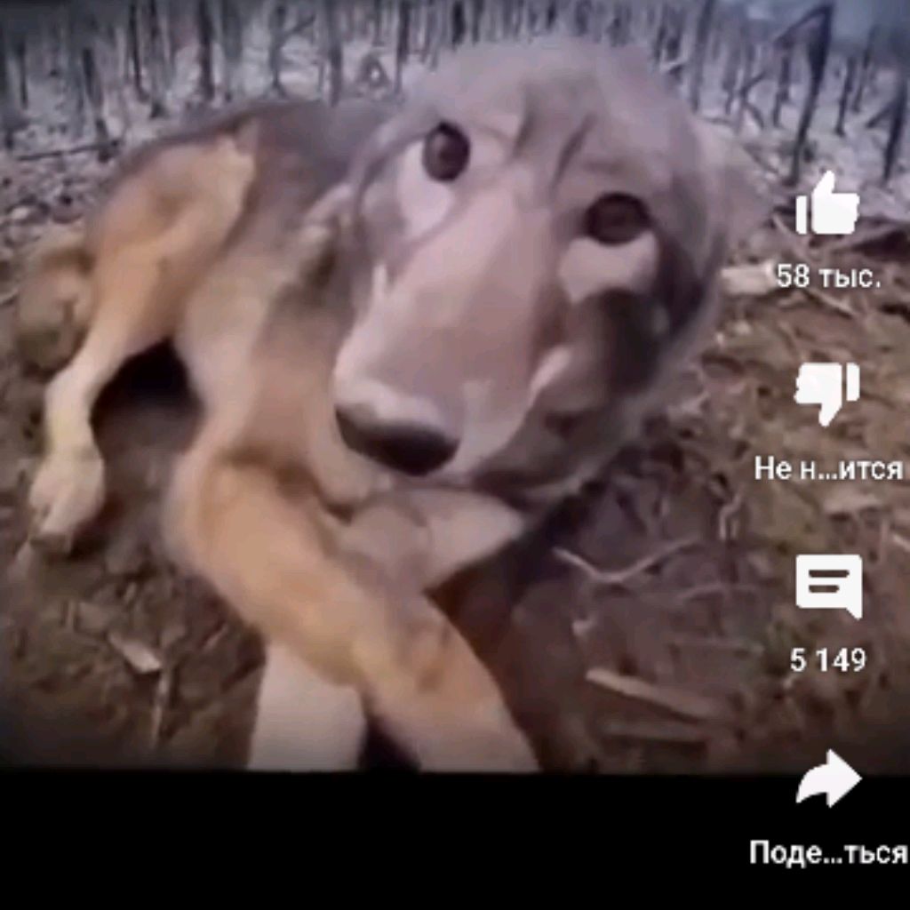 Иконка канала Бархатные тяги