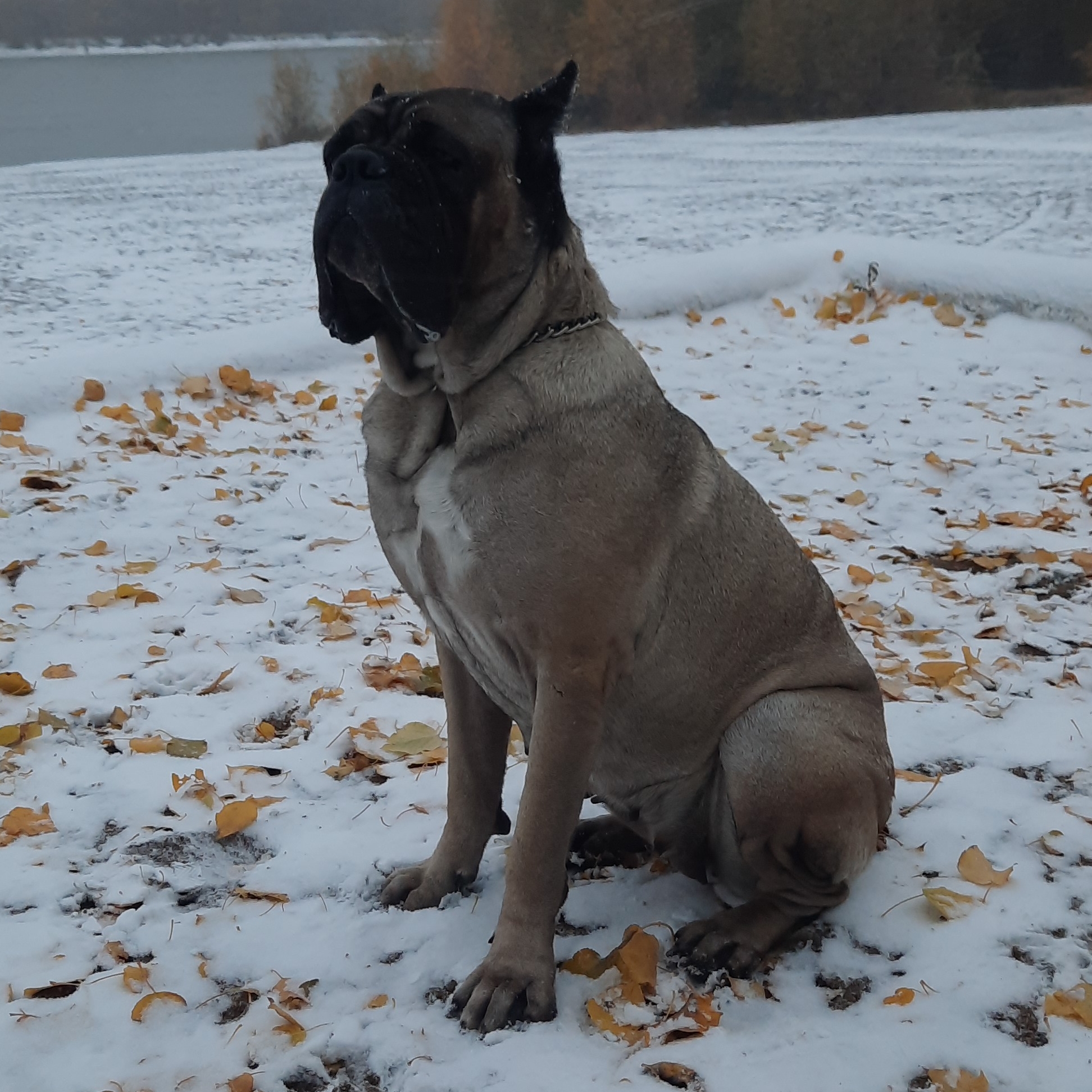 Иконка канала Roksalana Cane Corsa