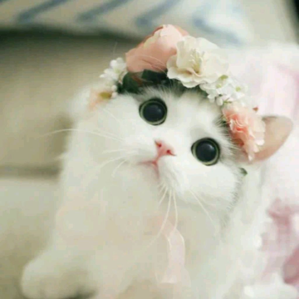 Иконка канала Laysan