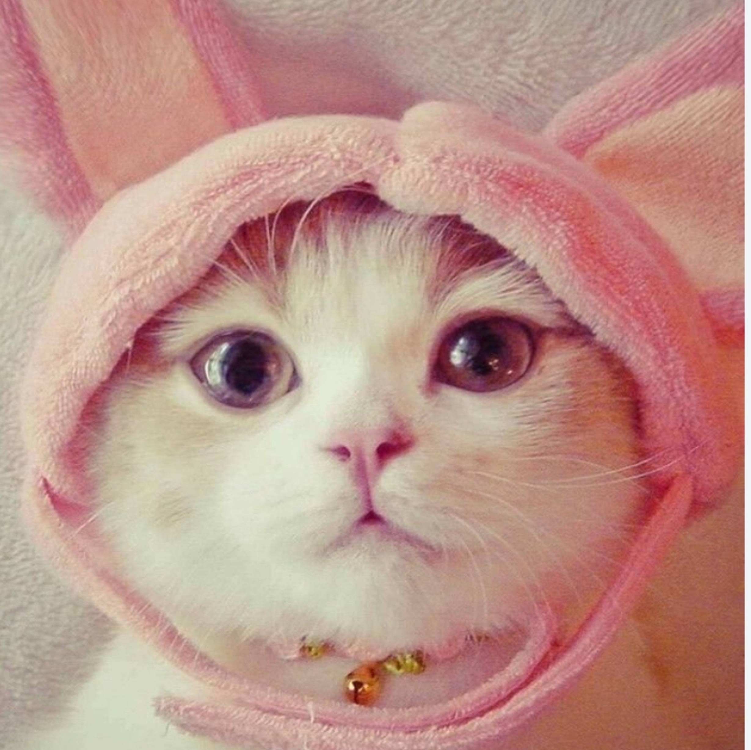 Иконка канала Cat the ladder player