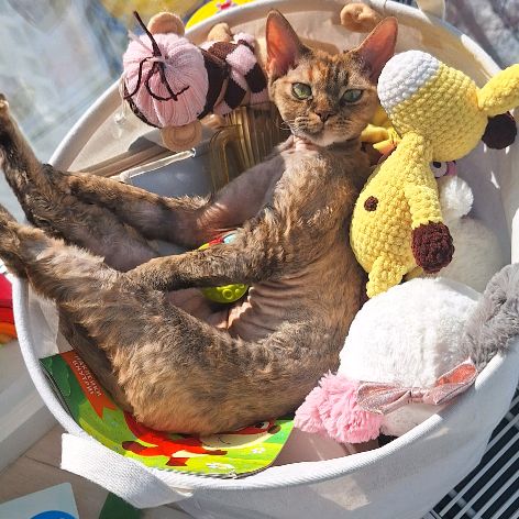 Иконка канала NoRtEsT