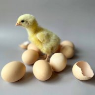 Иконка канала Романовский Бройлер