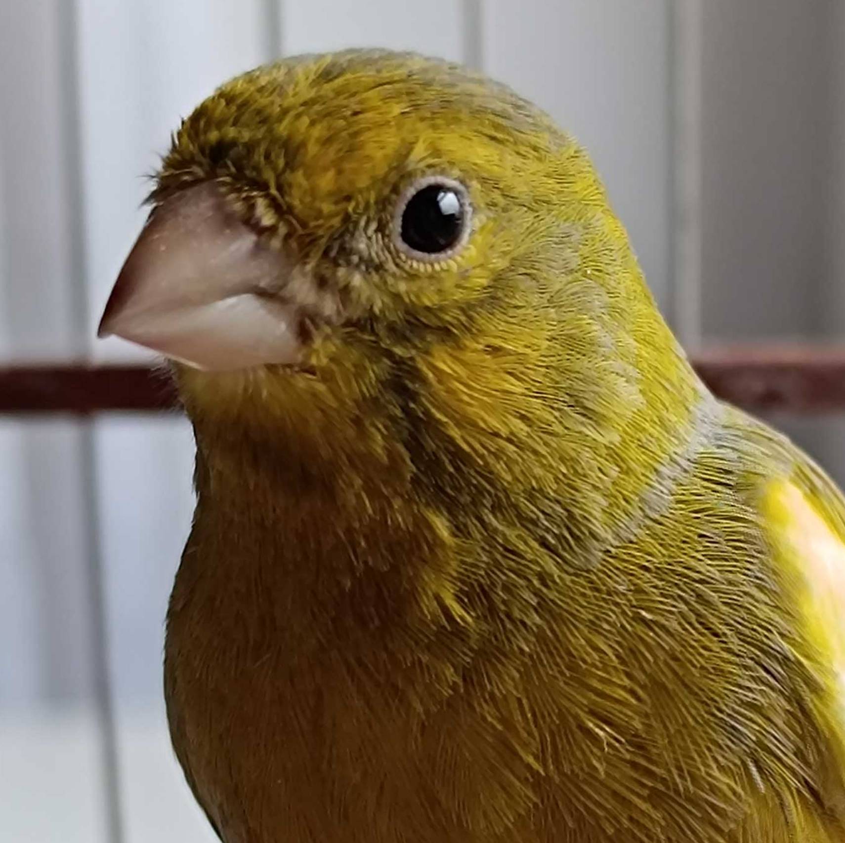 Иконка канала Мои птички