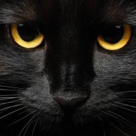 Иконка канала Blackcat 2 rutube