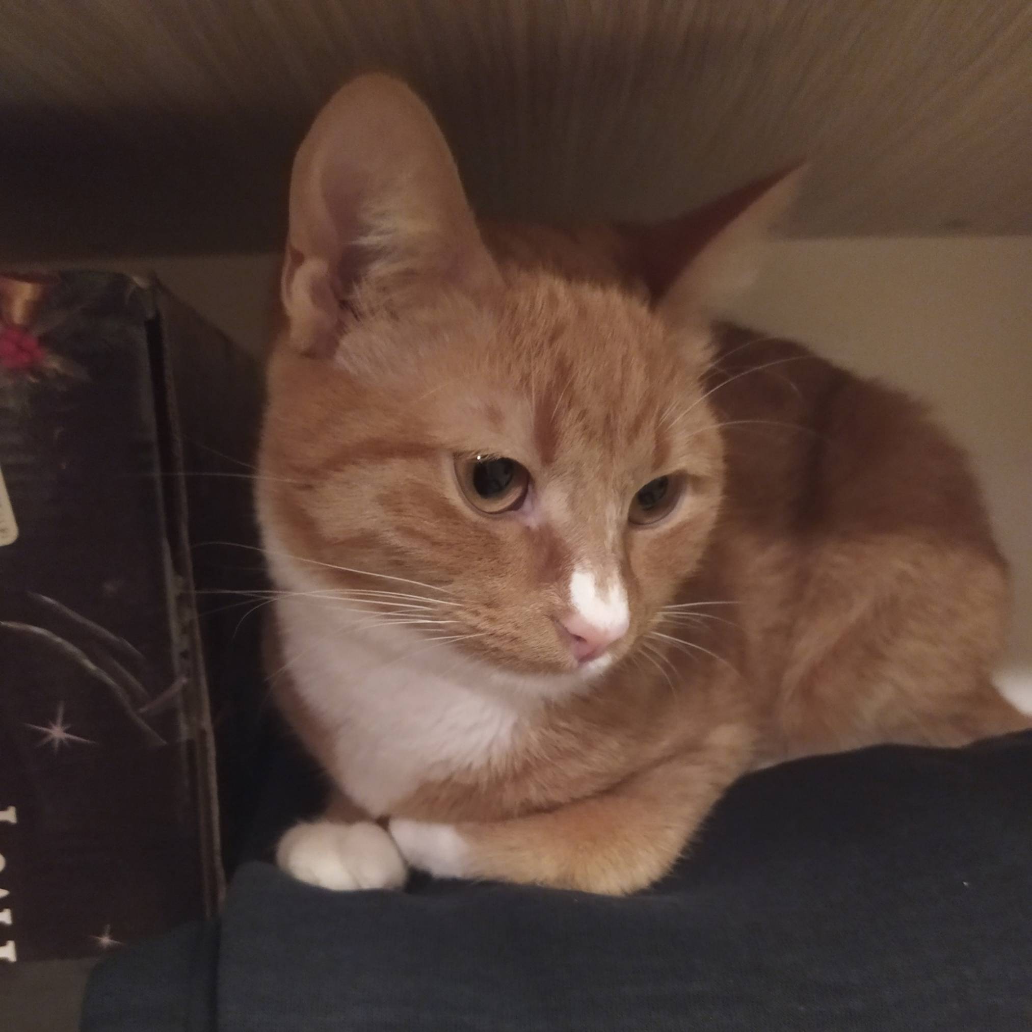 Иконка канала Рыжуха ТВ