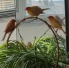 Иконка канала Мимишные канарейки 🐤 CANARIES 🐤