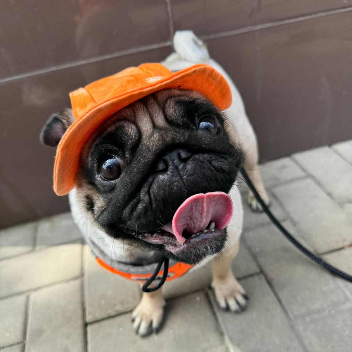 Иконка канала ProПса