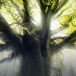 Иконка канала GreenLight