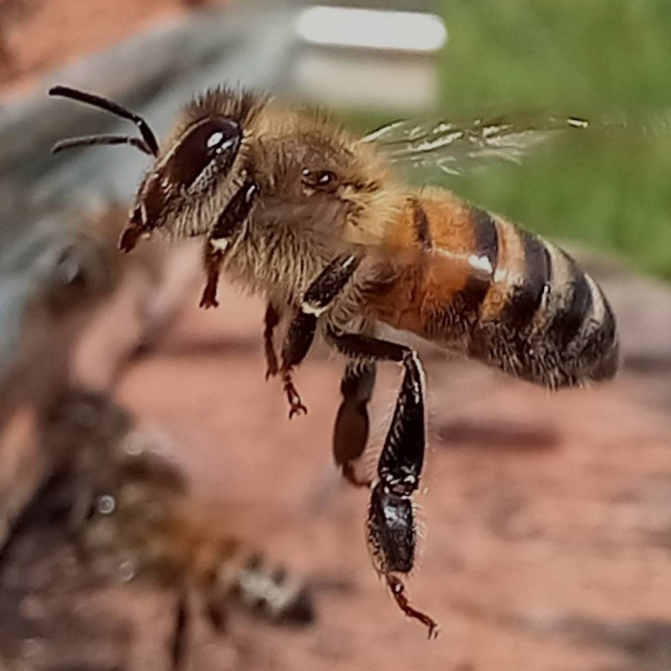 Иконка канала Мёд и пчёлы.