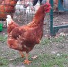 Иконка канала Курочки с Алтая