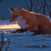 Иконка канала Red Fox