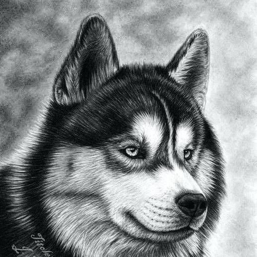 Иконка канала КИНОЛОГИЯ ДЛЯ ВСЕХ