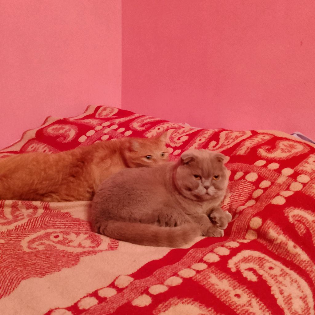 Иконка канала Пурпурное сияние💜