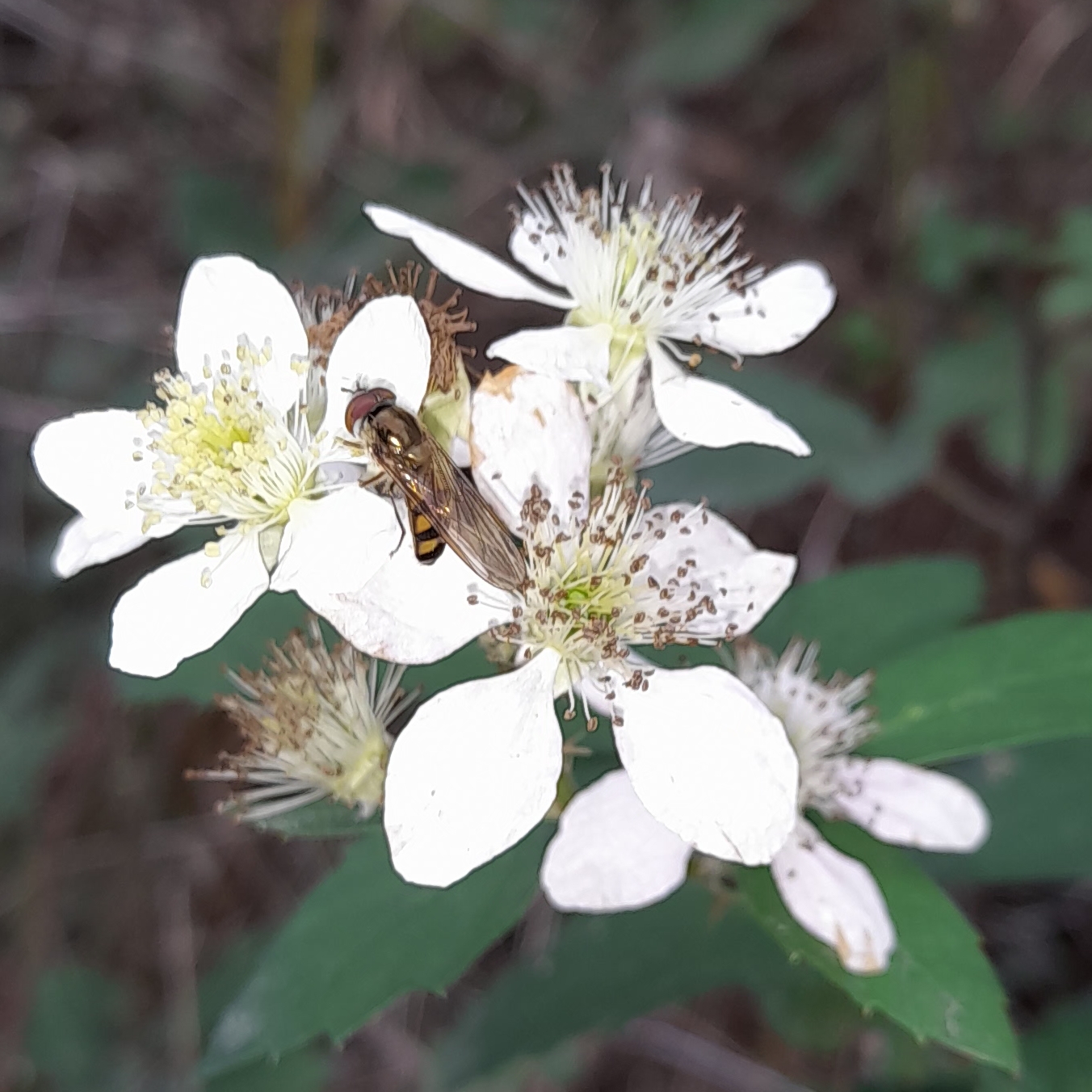 Иконка канала ЖИВОЙ МИР