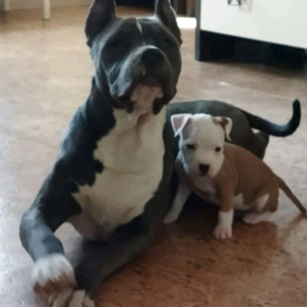 Иконка канала Амстаффы