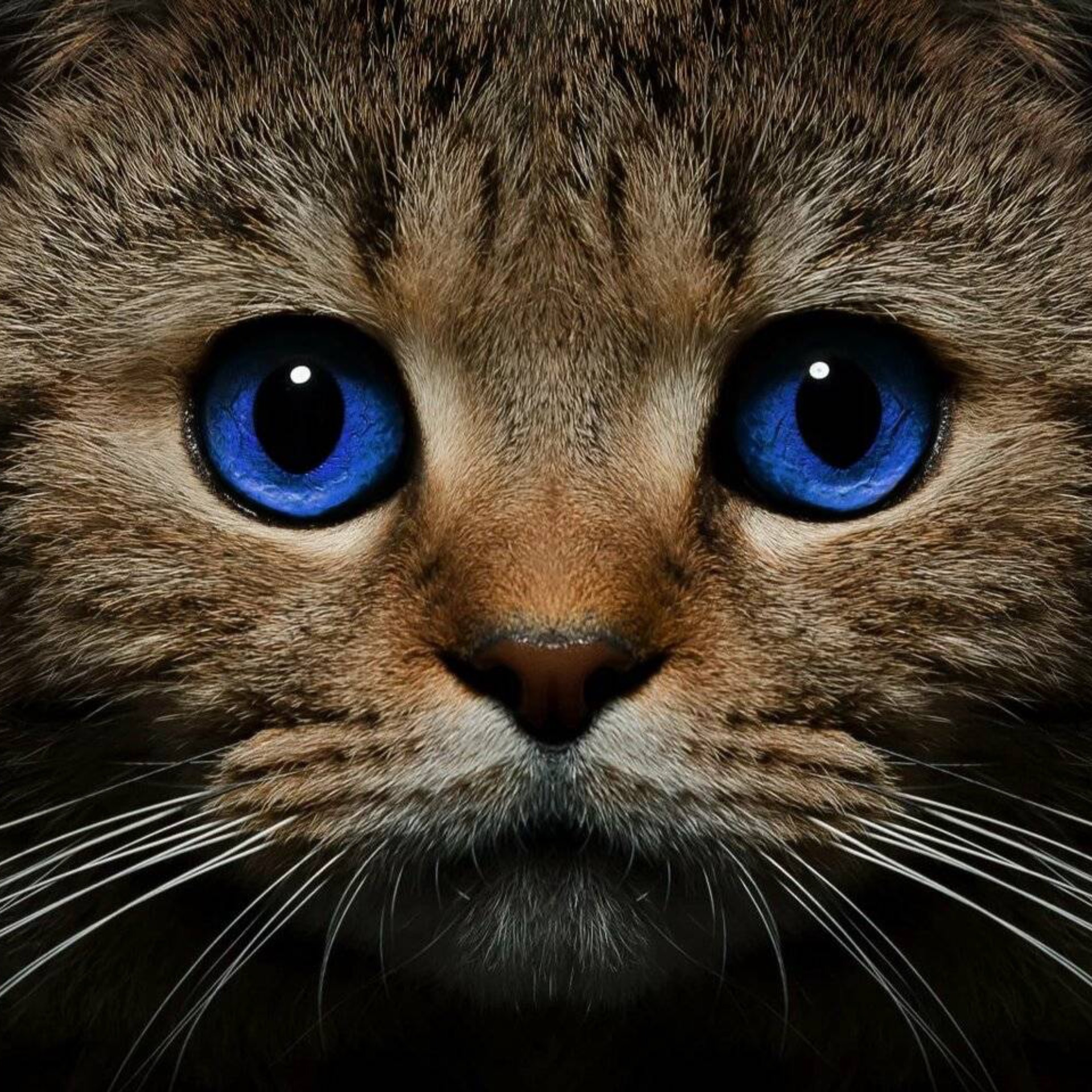 Иконка канала ULTRA HD VIDEO HOSTING