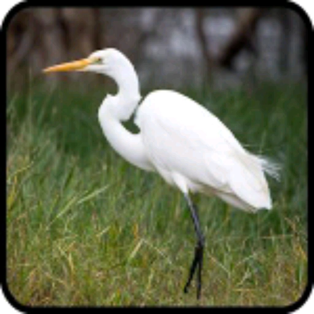 Иконка канала Цапля