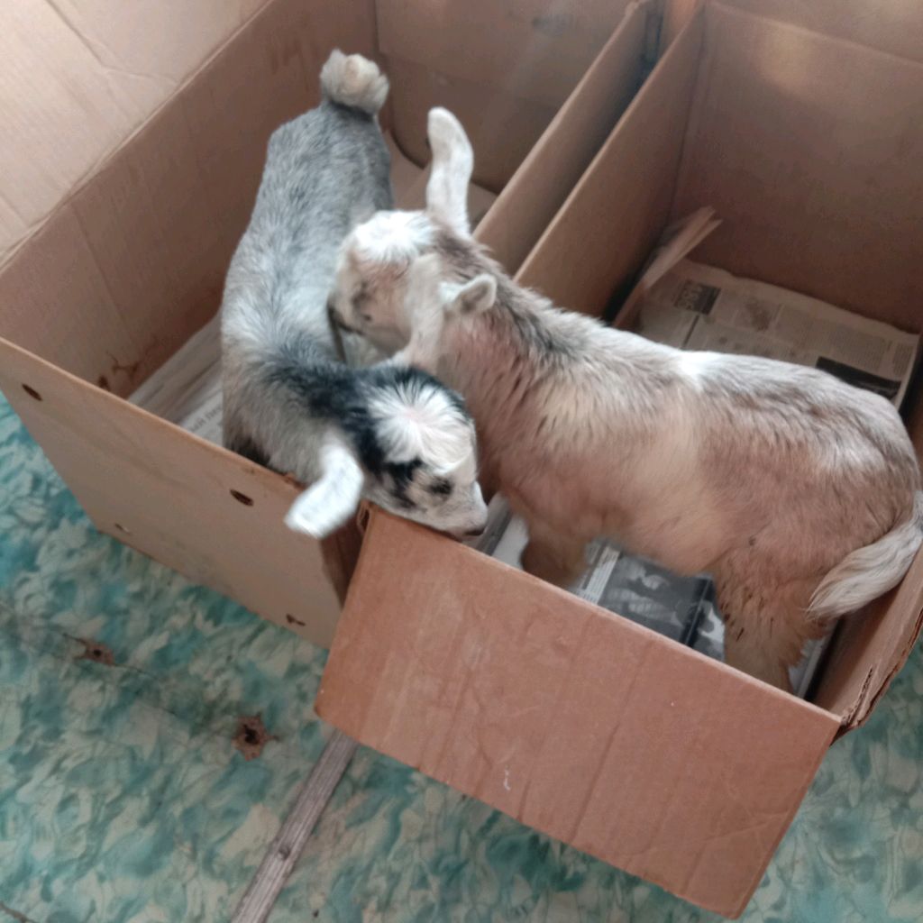 Иконка канала Razmahai