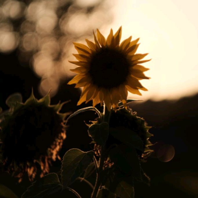 Иконка канала Чудо Дача