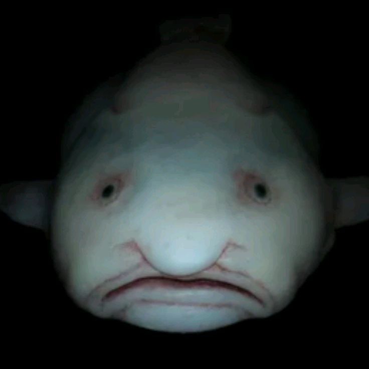 Иконка канала Djo Djo FAN